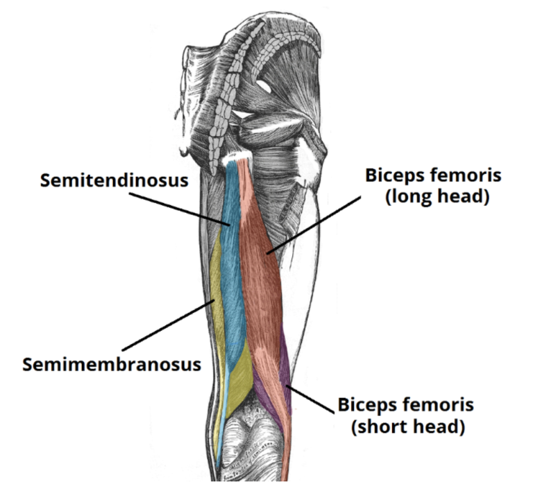 Running form and hamstring injury - Lexington Health